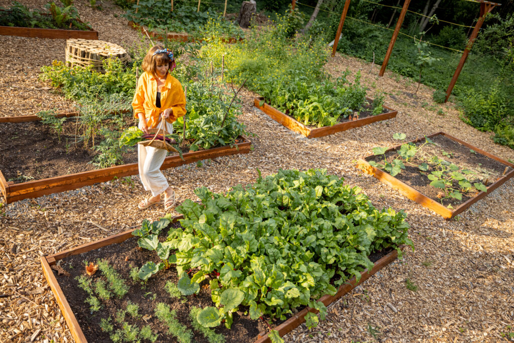 Peyzaj Tasarımında Sebze Bahçesi Yapımı - Peyzaj Bilgi